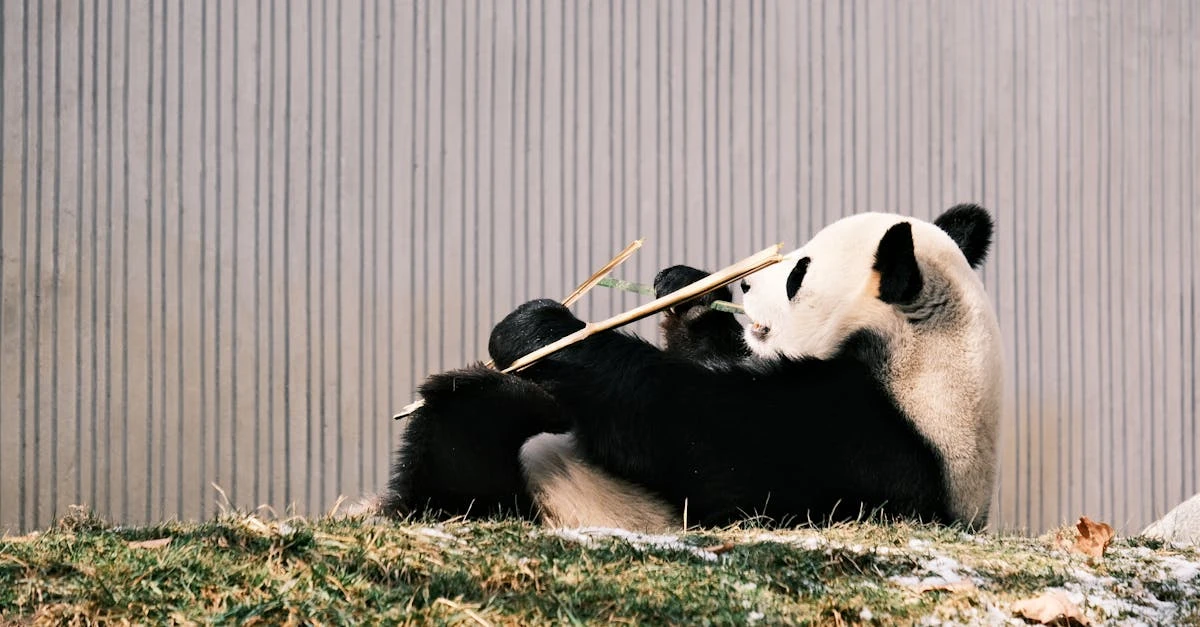 Convite para assistir Kung Fu Panda: saiba como aproveitar! Convite para assistir Kung Fu Panda: saiba como aproveitar!